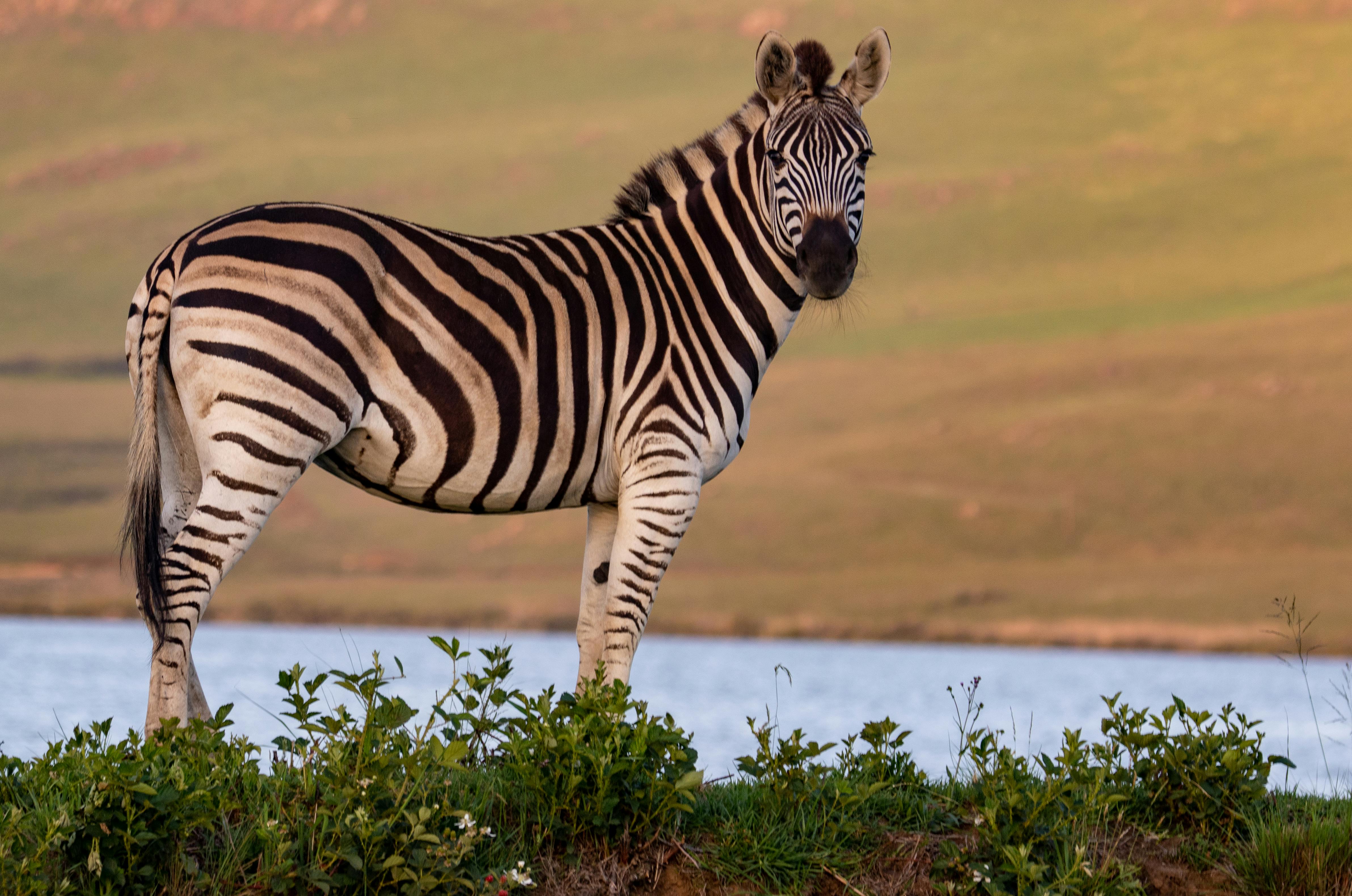 Wildlife Wonders